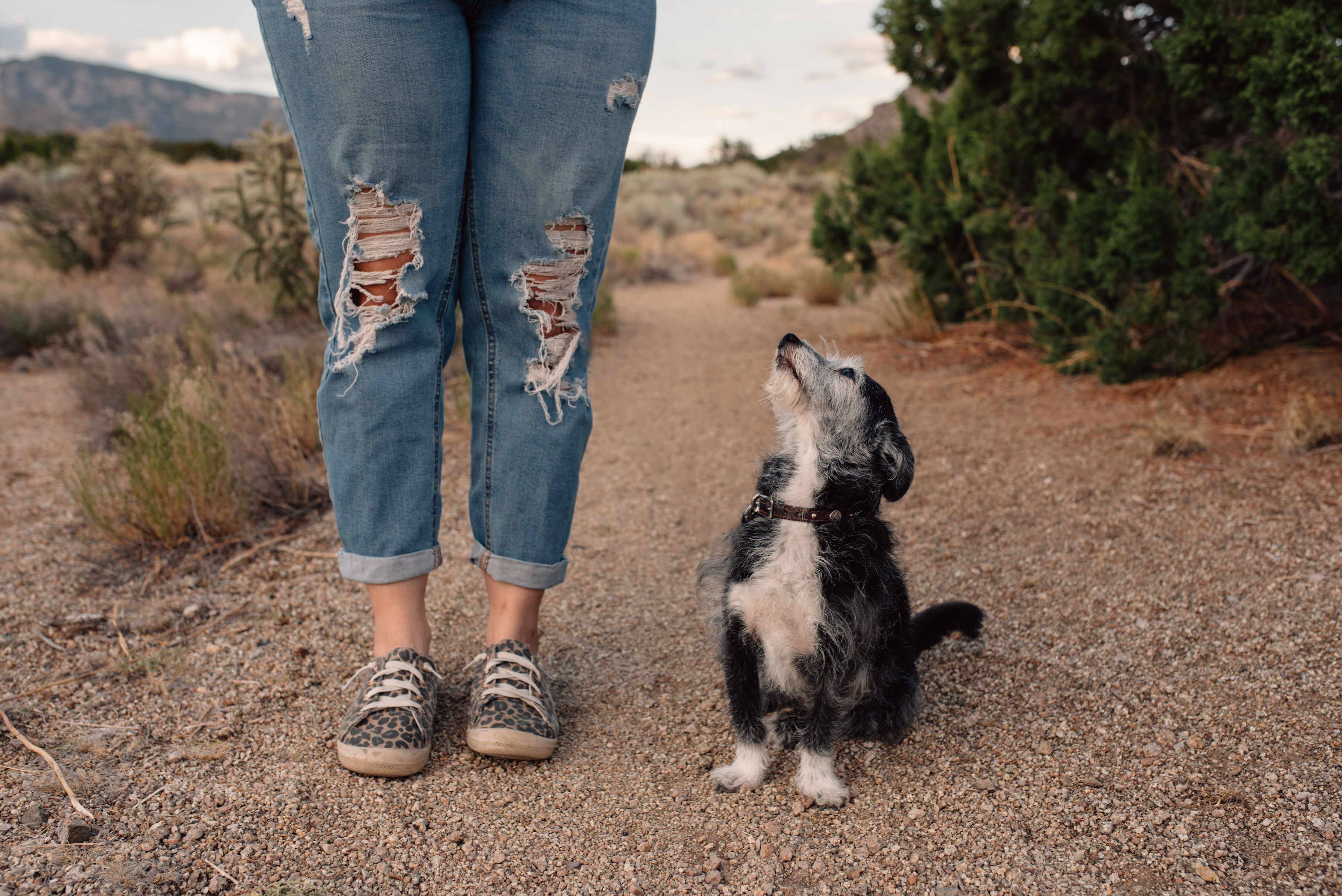 Heart Dog Behavior & Training – Helping you build a better relationship ...